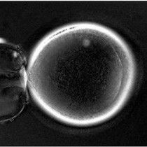 Scientists have created the first cloned embryo - Telegraph - Telegraph