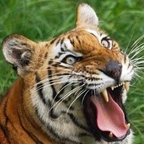 12 years in prison for killing the tiger - Telegraph - Telegraph