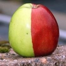 Have you ever seen half red half green apples? - Telegraph - Telegraph