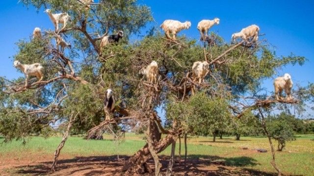 The most incredible natural phenomena (Photo) - Telegraph - Telegraph