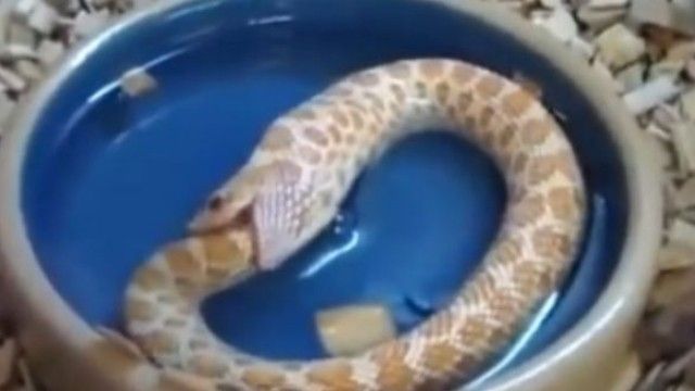 Gjarpri ngatërron trupin e vet për ushqim (Video) - Telegrafi - Telegrafi