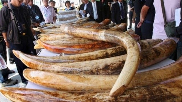 Chinese demand for ivory is killing elephants in Africa (Photo/video ...