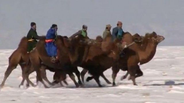 Riding camels in minus 34 degrees (Video) - Telegraph - Telegraph