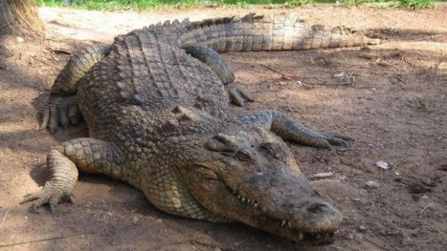 The famous crocodile of Crete is captured (Video) - Telegraph - Telegraph