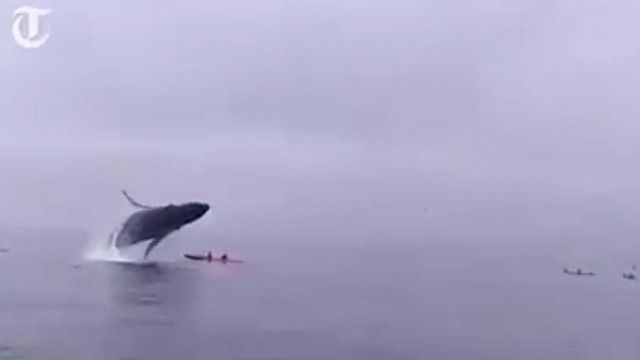 The scary "meeting" with the giant whale (Video) - Telegraph - Telegraph