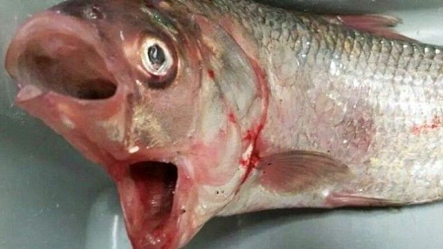 "The year of strange creatures": A fish with two mouths is caught ...