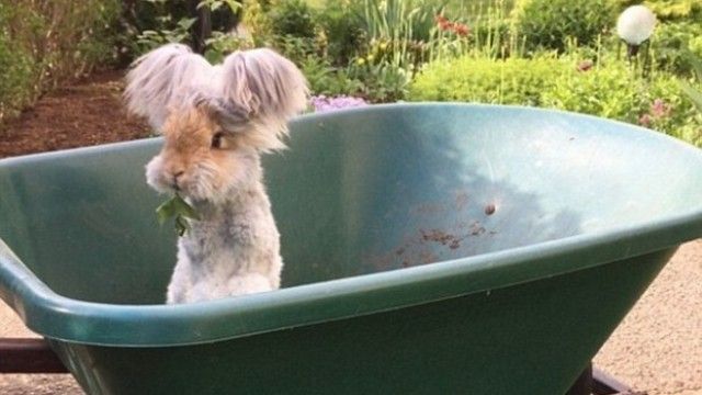 Lepuri që po çmend rrjetet sociale (Foto) - Telegrafi - Telegrafi