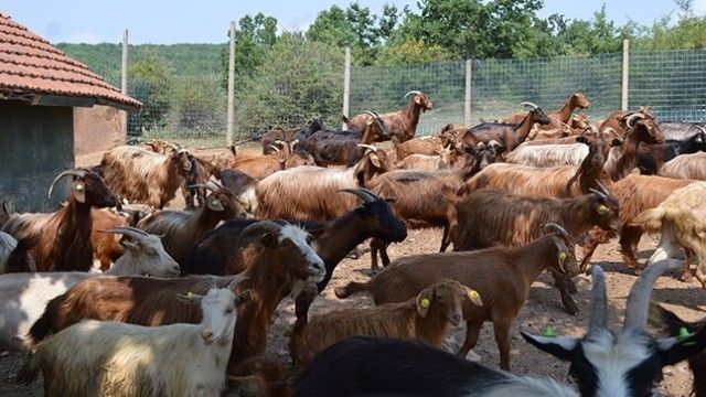Malishevë, asgjësohen 96 dhi të sëmura nga bruceloza - Telegrafi