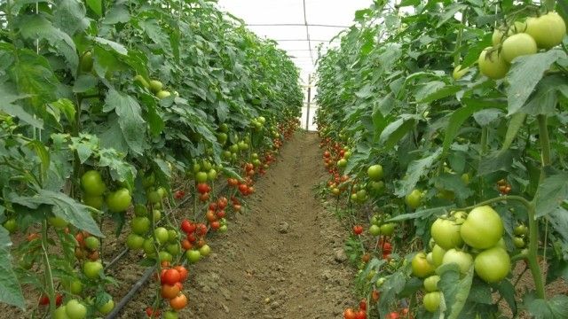 Mamusha, place of tomato cultivation - Telegraph - Telegraph