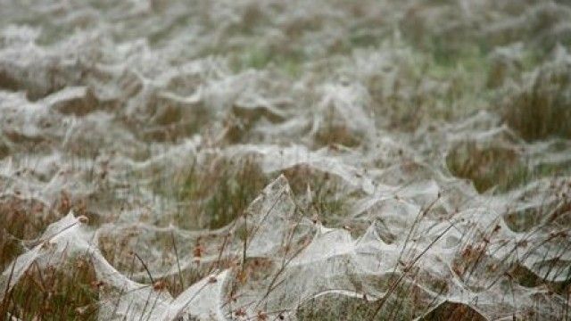 Spiders cover a town in Australia - Telegraph - Telegraph