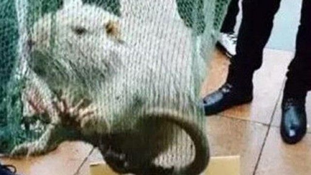 In the corridor of the university, a one meter long mouse has been ...