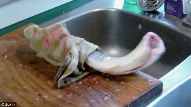 The fish terrified the cook: It moved even after its head and internal ...