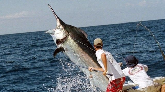 Peshku në anije, peshkatari në ujë (Video) - Telegrafi - Telegrafi