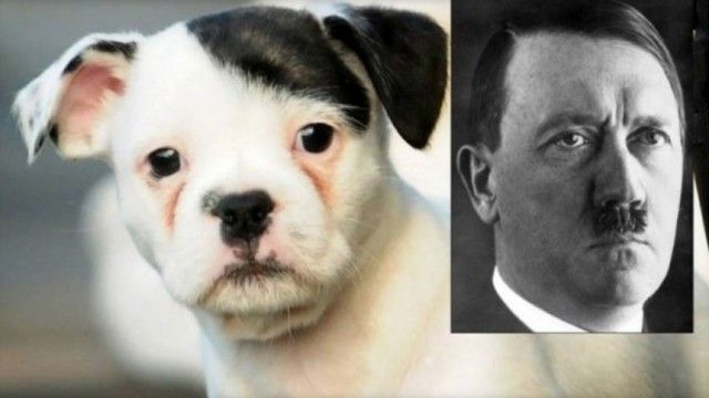 The dog that looks like Hitler - Telegraph - Telegraph