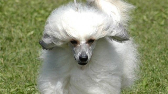 Qeni valltar (Video) - Telegrafi - Telegrafi