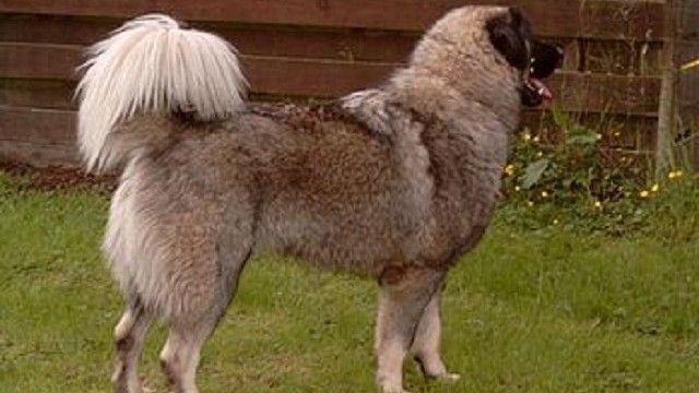 Sharri dogs at the Skopje Fair - Telegraph - Telegraph