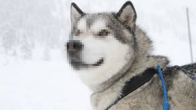 Seks me kafshë? Ja ku përfundoi amerikani! - Telegrafi - Telegrafi