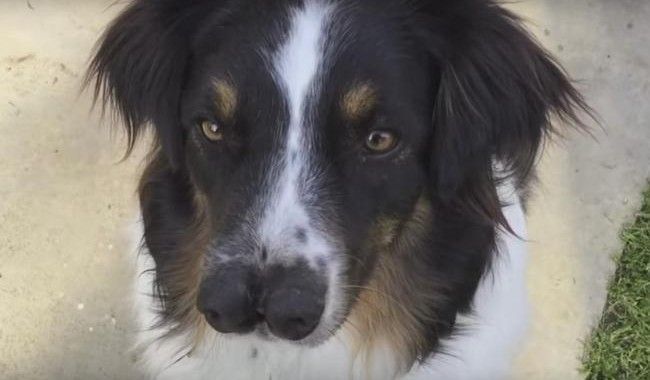 This is the most unique dog in the world (Video) - Telegraph - Telegraph