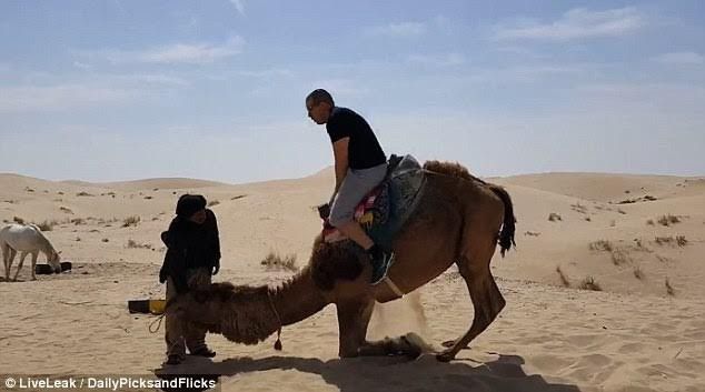 The tourist is embarrassed: He hurried to get off the camel, he falls ...