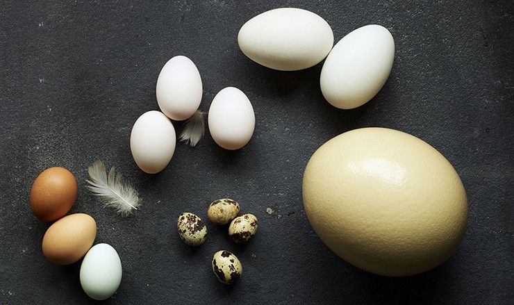 What do the signs S, A and B mean in eggs - Telegraph - Telegraph