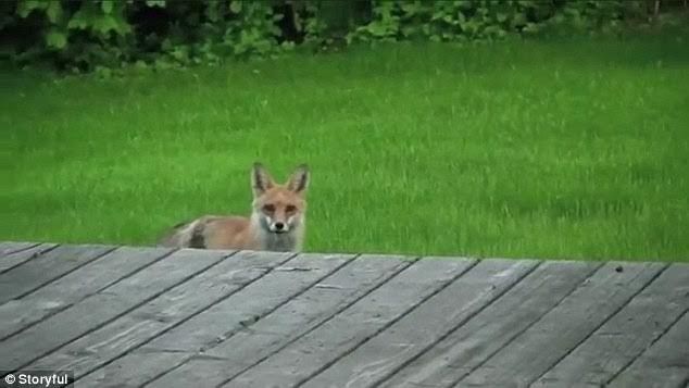 The strange fox that sounds like a bird (Video) - Telegraph - Telegraph