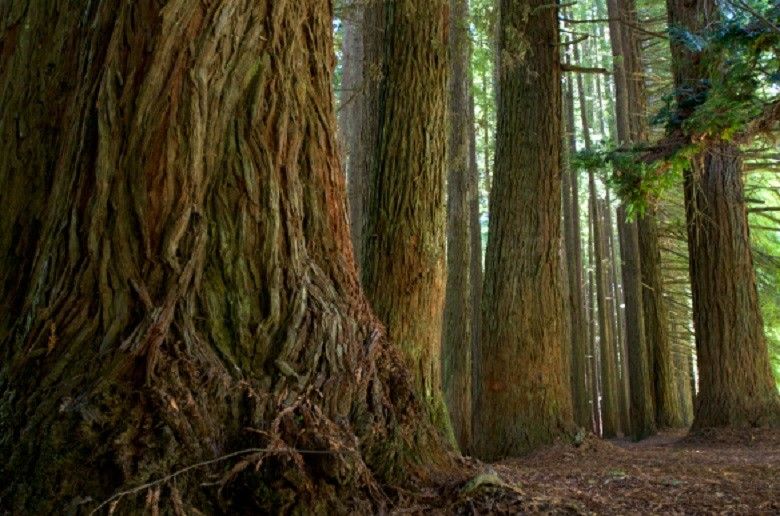 The production of forest products in the state forests increases ...