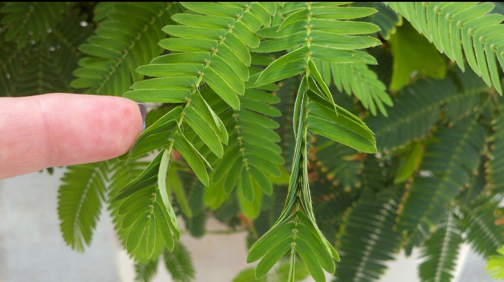 ‘Lulja mos më prek’, ja përse është kaq e ndjeshme kjo bimë (Video ...