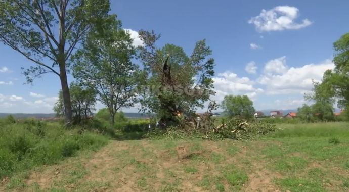 Legends were woven about it: In Gërdovac of Podujeva, a five-century ...