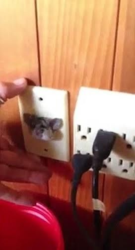 Watch where the mouse's head got stuck (Video) - Telegrafi - Telegrafi