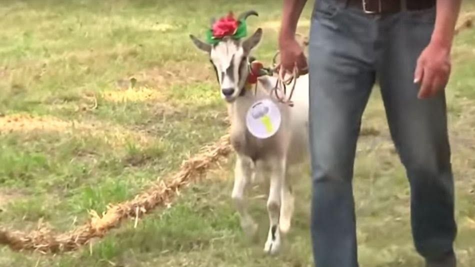 The ceremony of choosing the most beautiful goat is held (Video ...