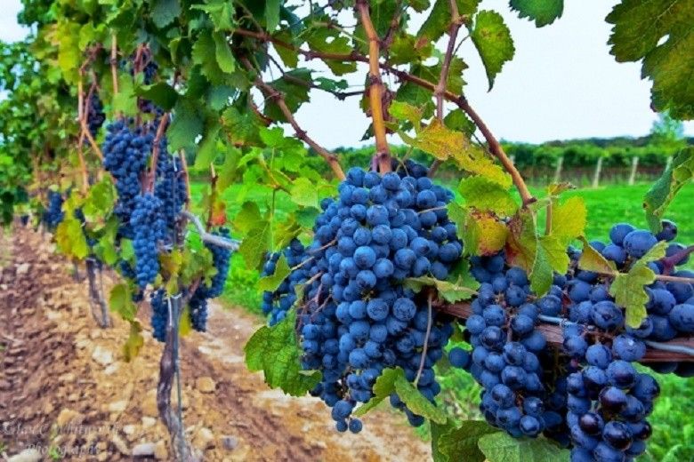 Growers warn of protests, due to non-payment! - Telegraph - Telegraph