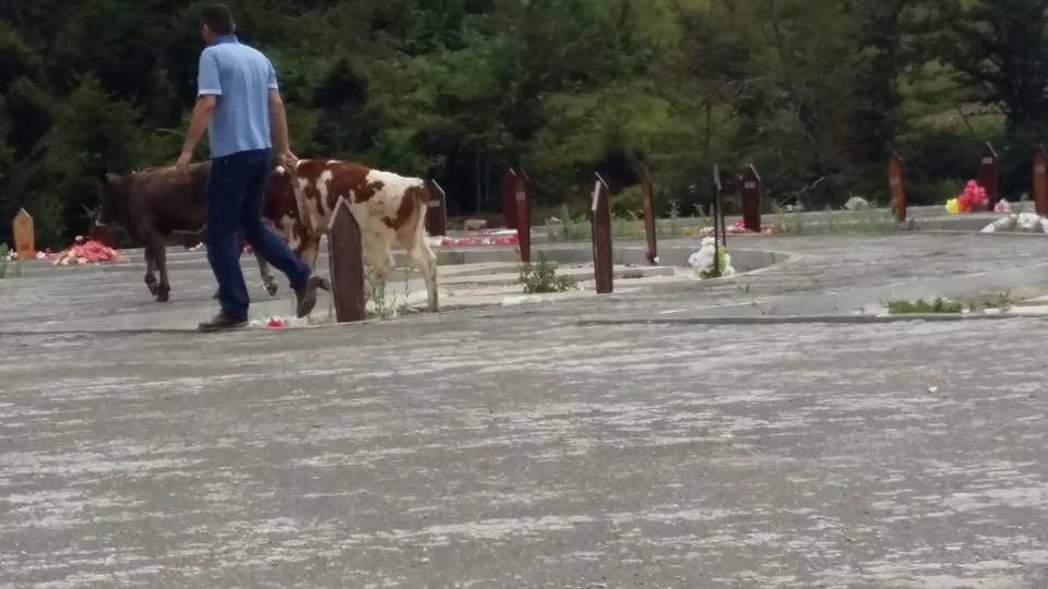 Destroyed cemetery: Cows graze on the graves of martyrs in Koshare ...
