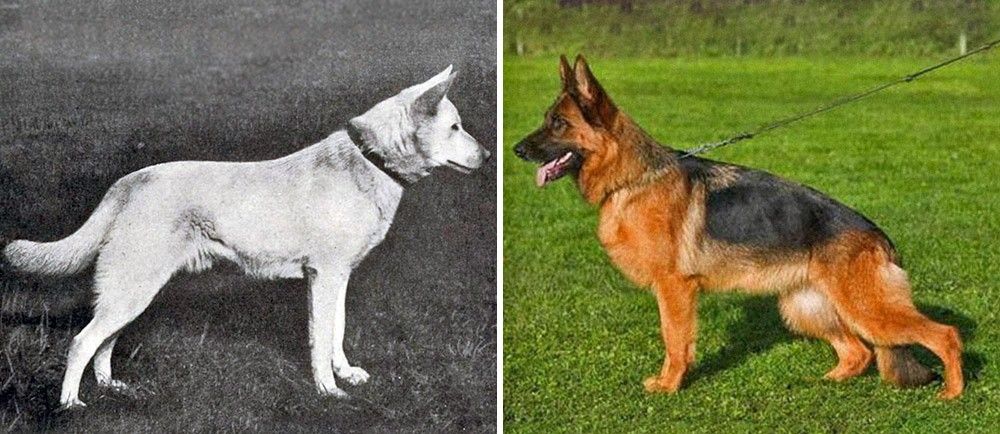 How dog breeds have changed over the last 100 years (Photo) - Telegraph ...