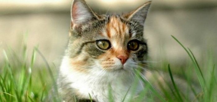The mystery of the disappearance of cats in Austria - Telegraph - Telegraph