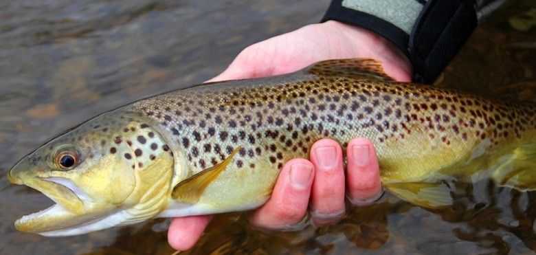 Trout in Lake Ohrid is disappearing (Video) - Telegraph - Telegraph