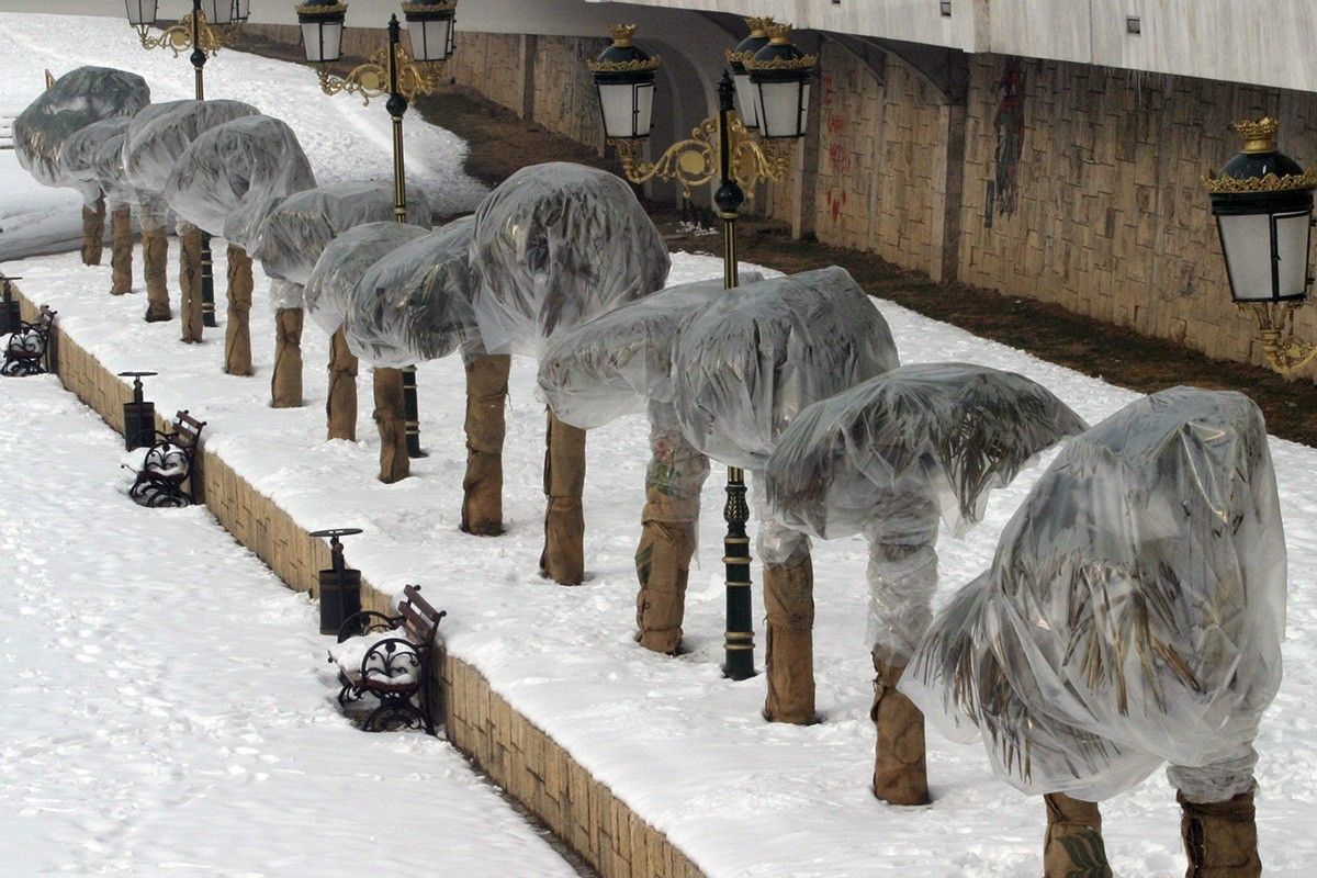 Does the palm tree project fail in the Municipality of Skopje? (Photo ...