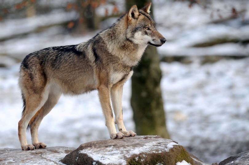 Wolves fill Paris, residents are told not to be afraid (Photo ...