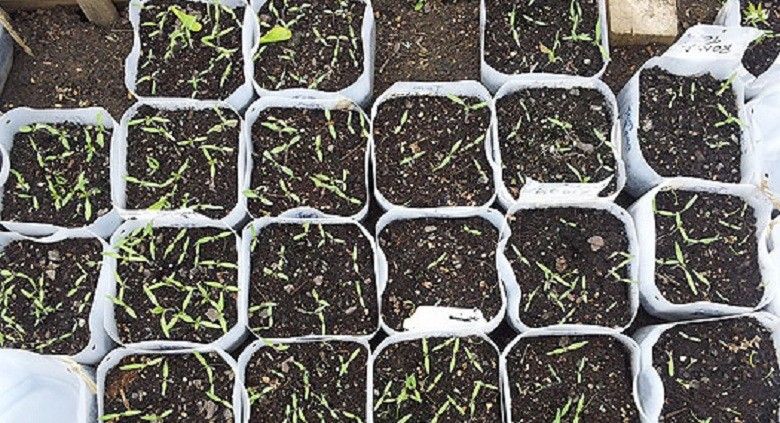 From next month in Macedonia certified organic seeds for over 100 types ...