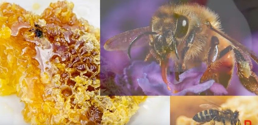Bee therapy, the miracle of alternative medicine (Video) - Telegraph ...