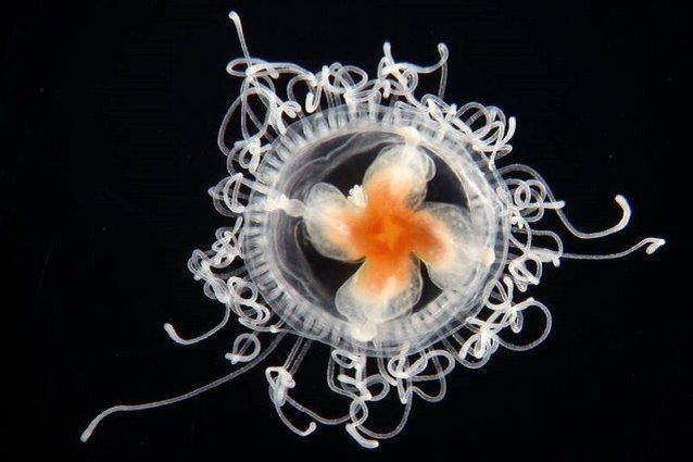 The immortal creature is discovered (Photo) - Telegraph - Telegraph