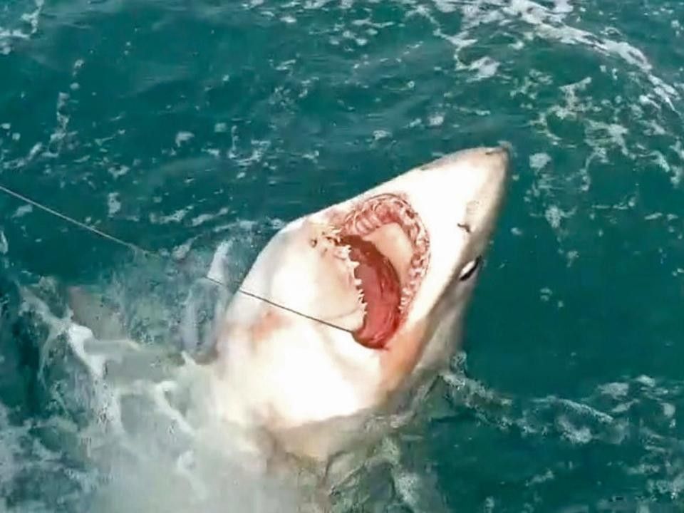 Catching the 2.7-meter and 220-kilogram shark with a hook (Video ...