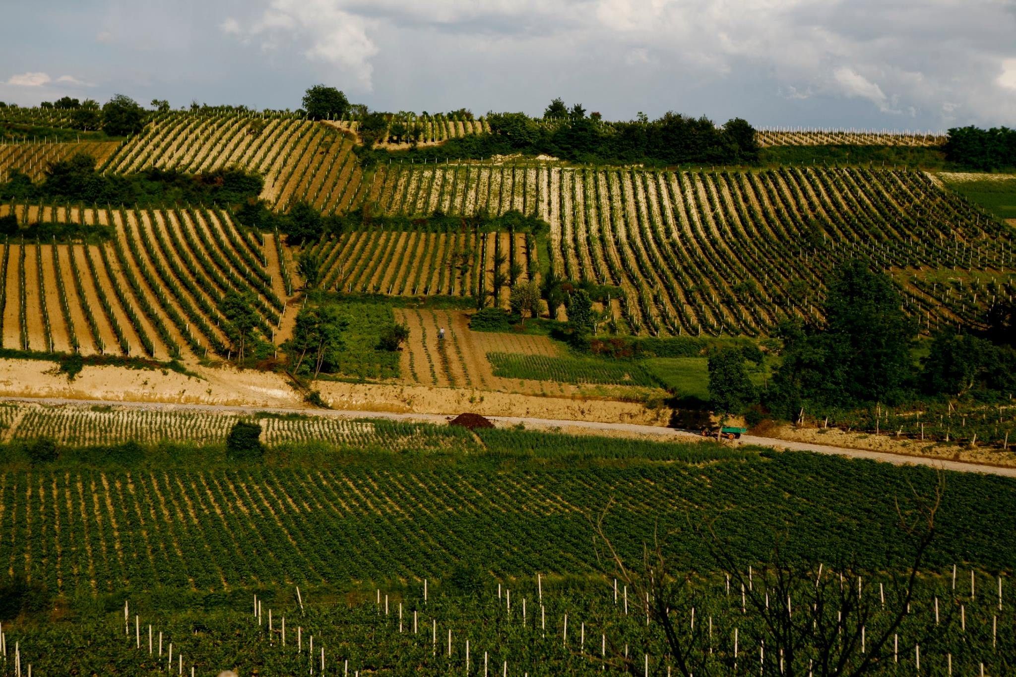 Moti shkaktoi 3 milionë euro dëme në vreshtat e Rahovecit - Telegrafi ...