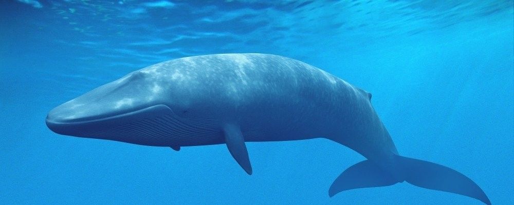 “Balena Blu”, zbulohet 28 vjeçari nga Durrësi në nivelin e 40 të lojës ...
