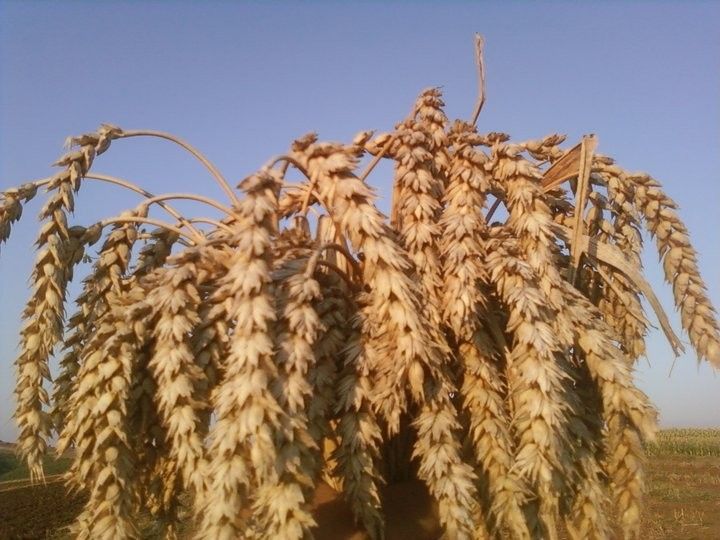 Malisheva prepared for wheat harvest - Telegraph - Telegraph