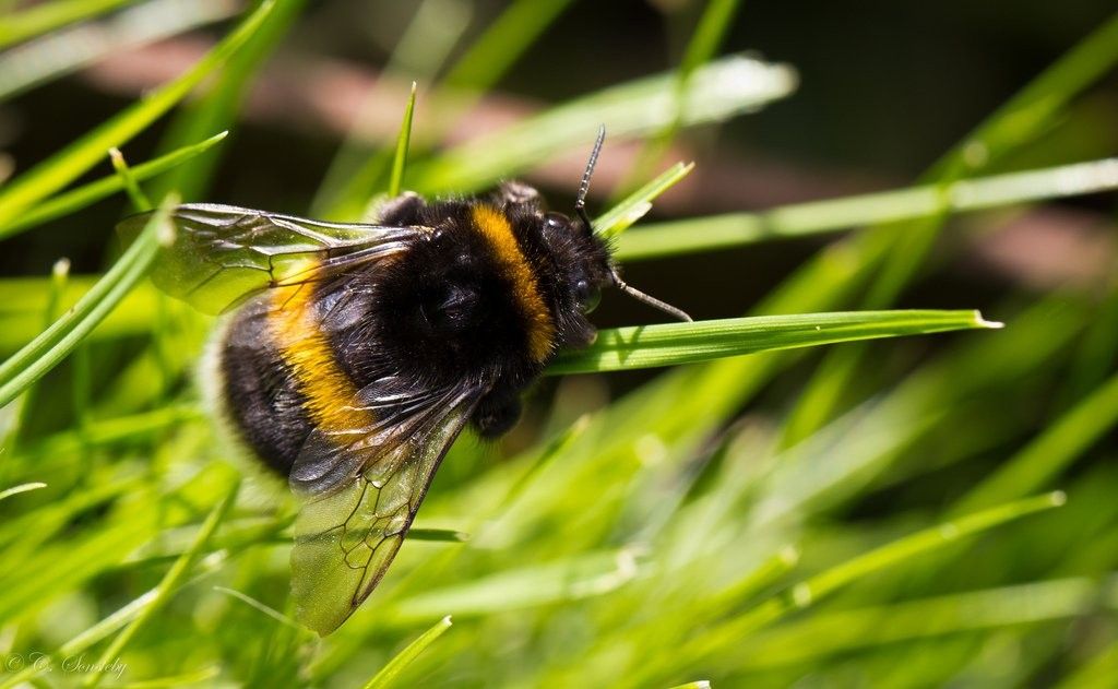 Medical properties of bee grass - Telegraph - Telegraph