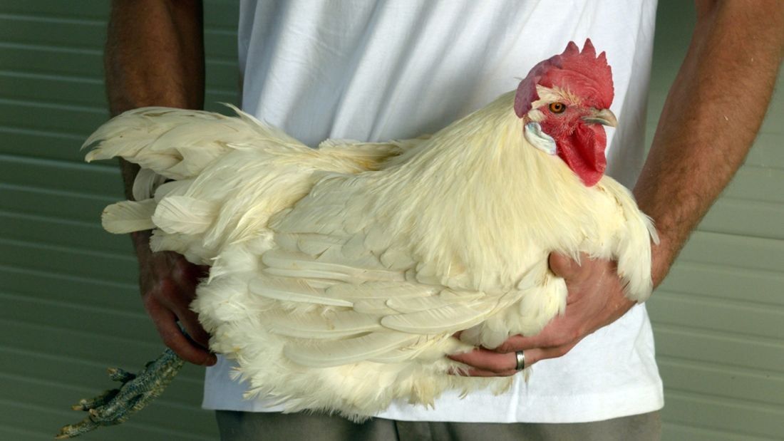 Why is this the most expensive chicken in the world? - Telegraph ...