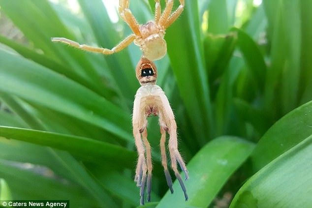 The biologist shows the rare moment when the spider completely removes ...