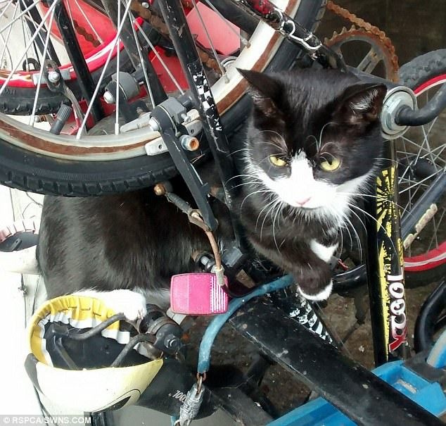 Clumsy animals that got stuck in unusual places during 2017 (Photo ...