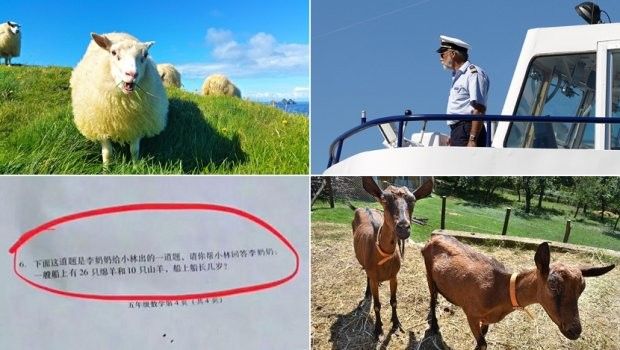 "There are 26 sheep, 10 goats and the captain on the ship": Everyone ...