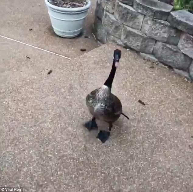 He got angry at the goose by teasing him, he ran away from the attack ...